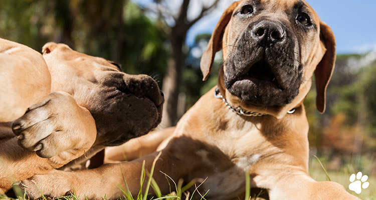 What Is Desexing A Dog