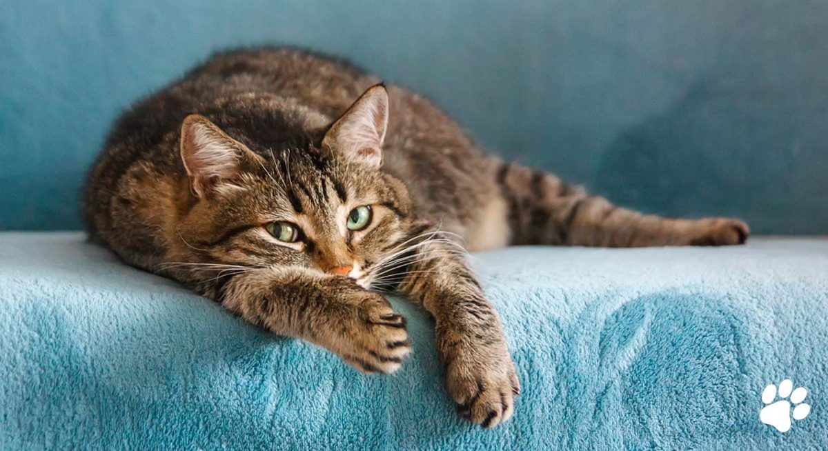 Arthritis in Pets: Signs, Causes & Treatment | Normanhurst Vets